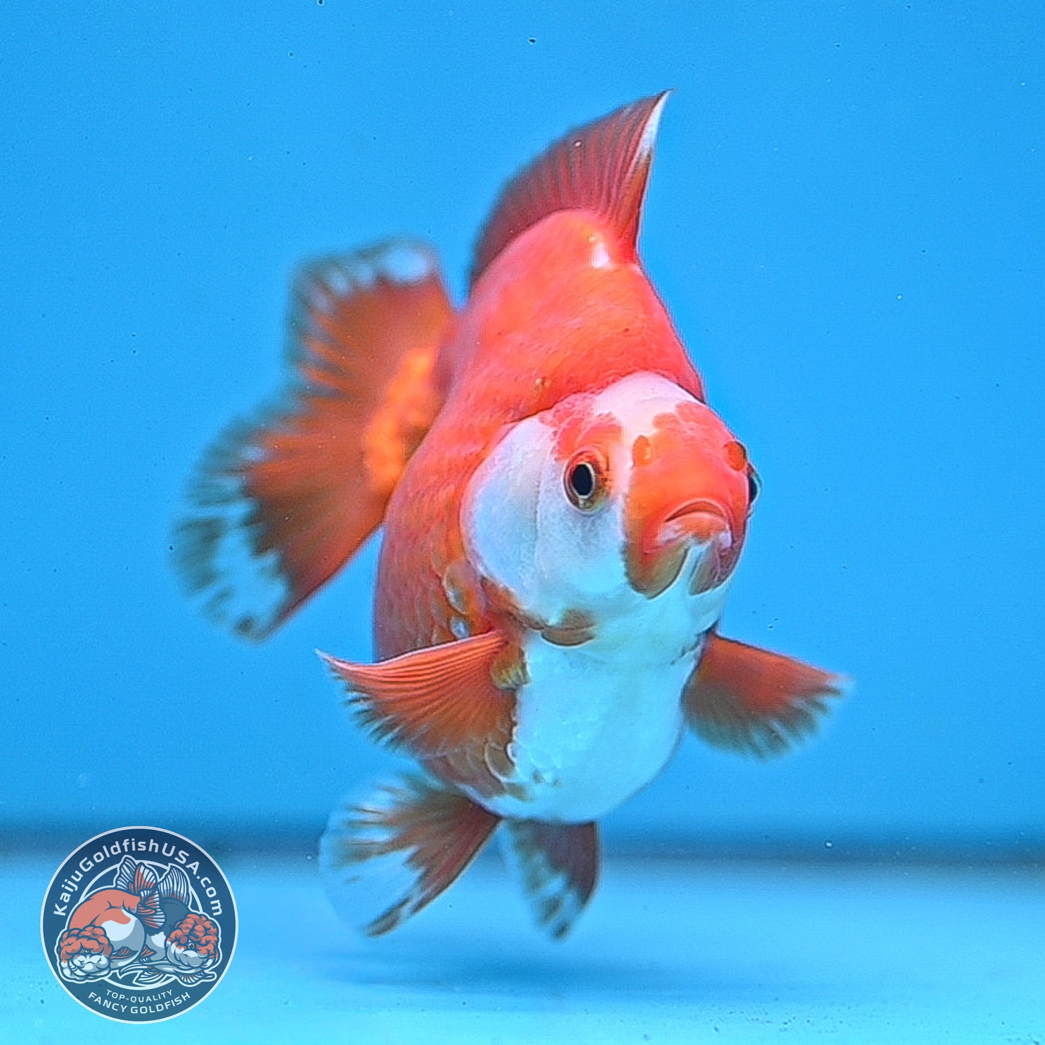 Red White Ryukin 3.5 inch Body (251031_RY02) – Kaiju Goldfish USA