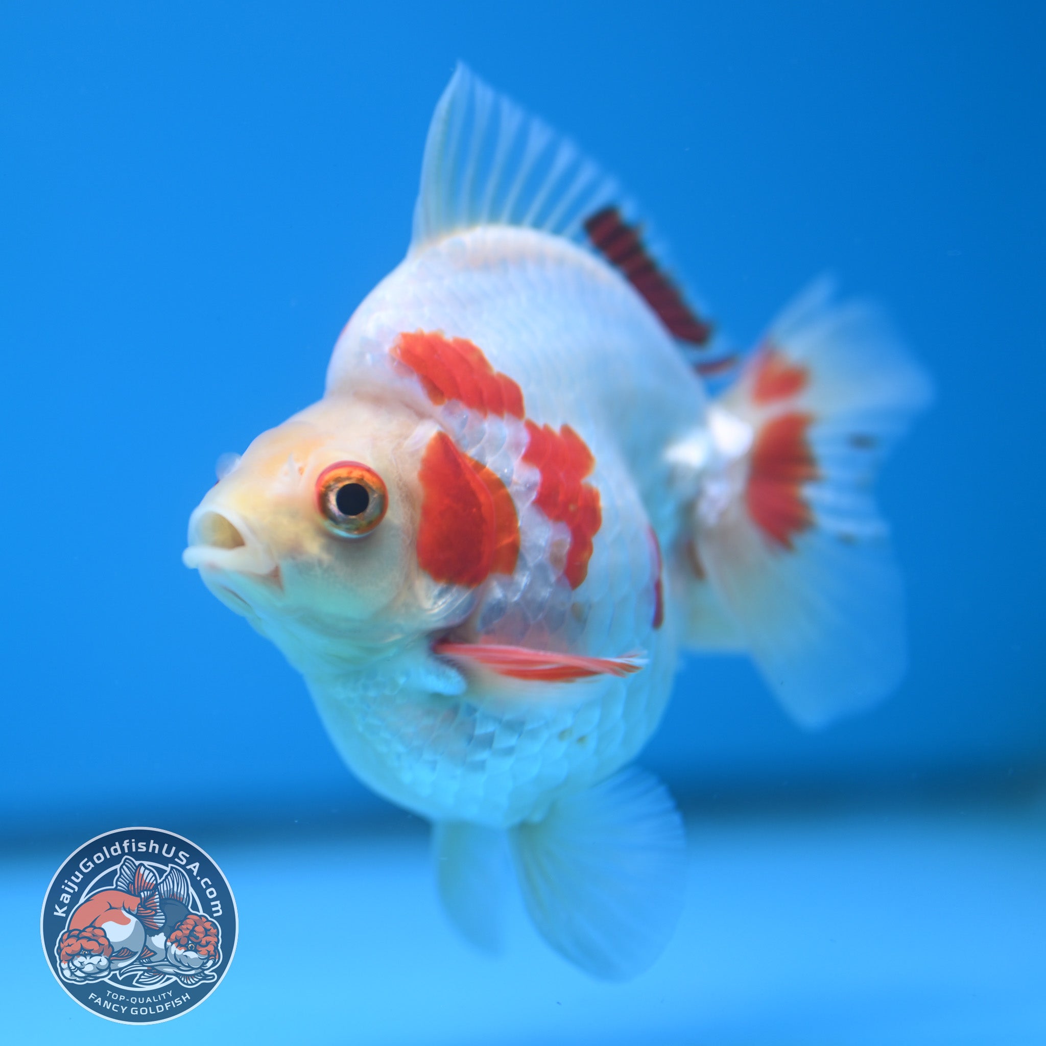 Red White Ryukin 3.5 inch Body (251114_RY03) – Kaiju Goldfish USA