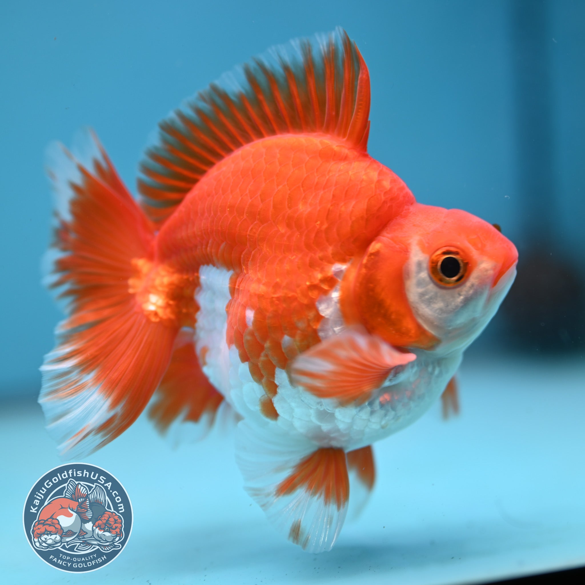 Red White Ryukin 3.5 inch Body (251212_RY02) – Kaiju Goldfish USA