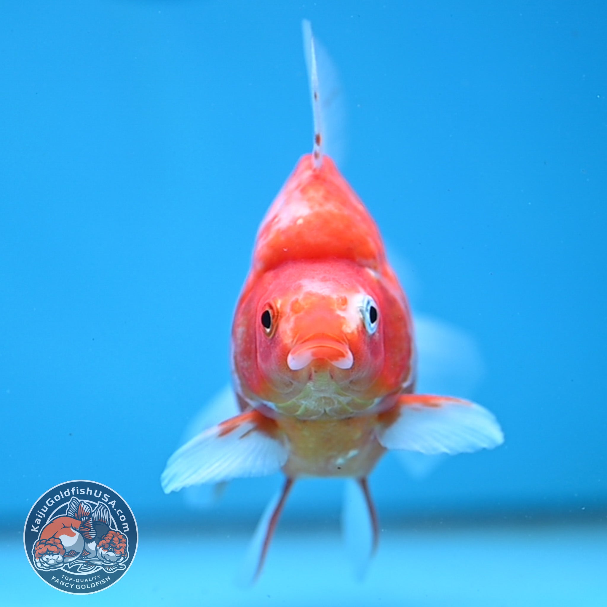 Sakura Broadtail Ryukin 3.5 inch Body (251031_RY01) – Kaiju Goldfish USA