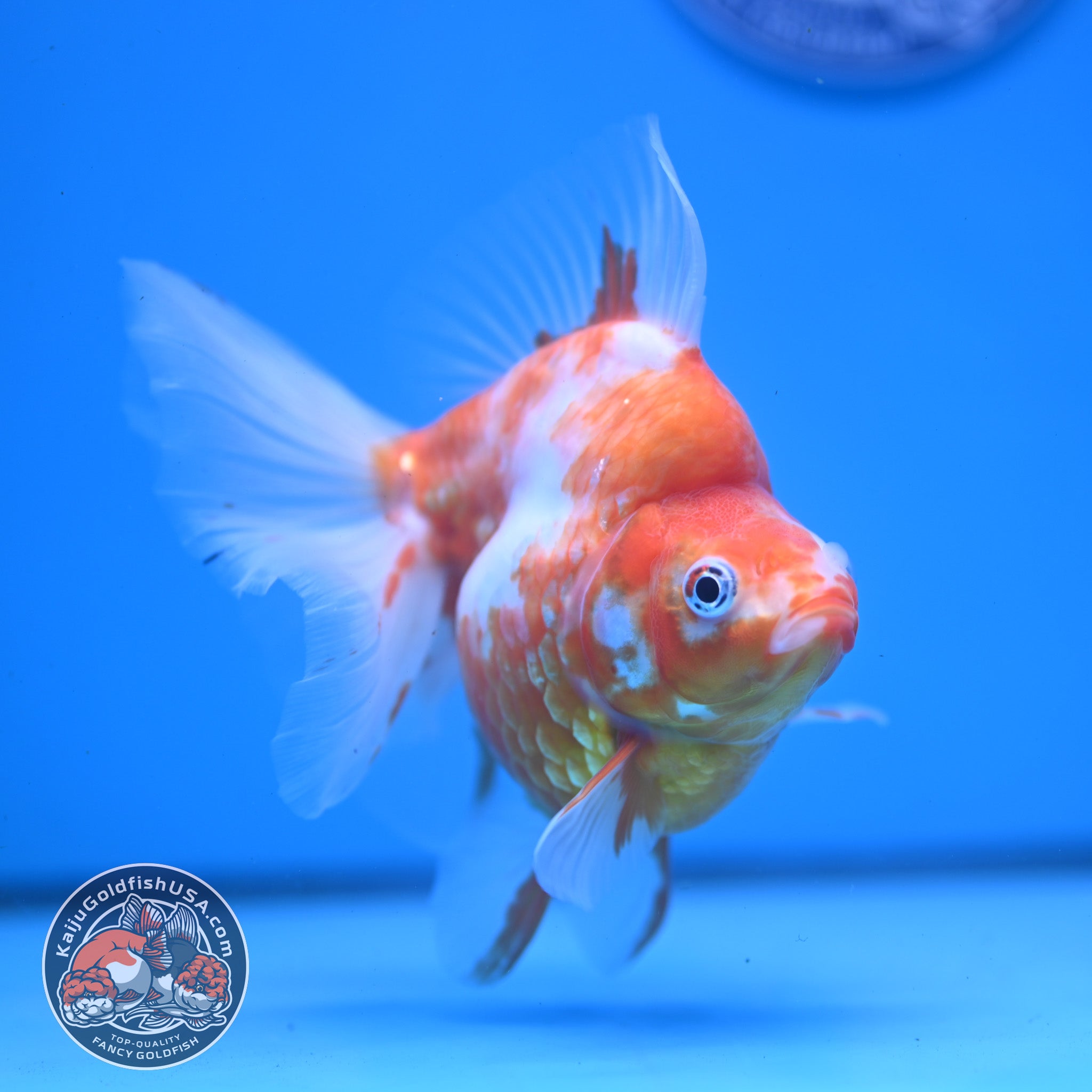 Sakura Broadtail Ryukin 4.2 inch Body (251107_RY02) – Kaiju Goldfish USA