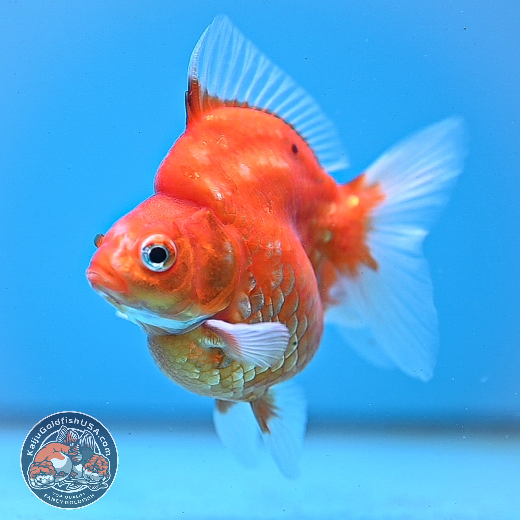 Sakura Ryukin 3 inch Body (251031_RY04) – Kaiju Goldfish USA
