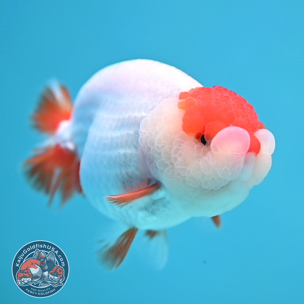 Tancho Red White Ranchu 3.8 inch Body (251212_RC01) – Kaiju Goldfish USA