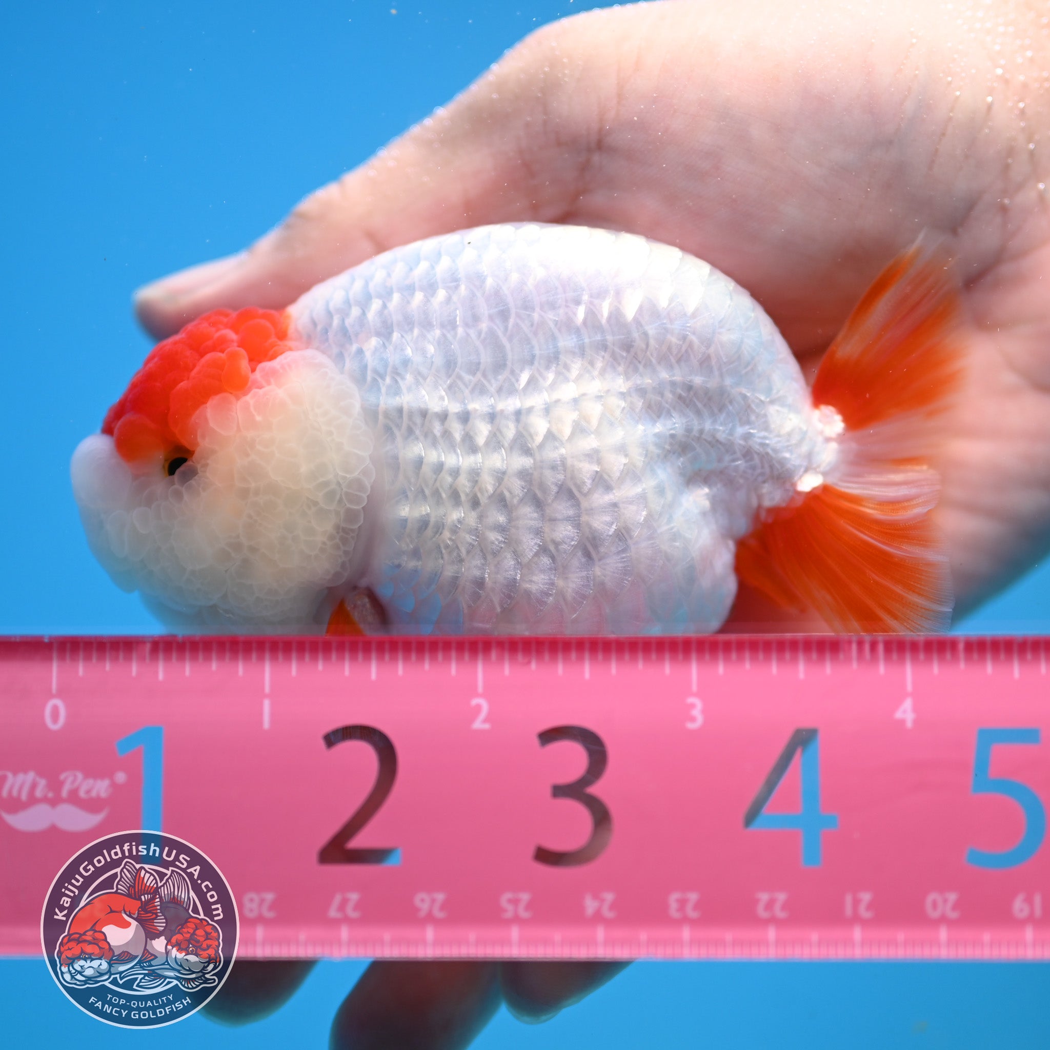 Tancho Red White Ranchu 3.8 inch Body (251212_RC01) – Kaiju Goldfish USA