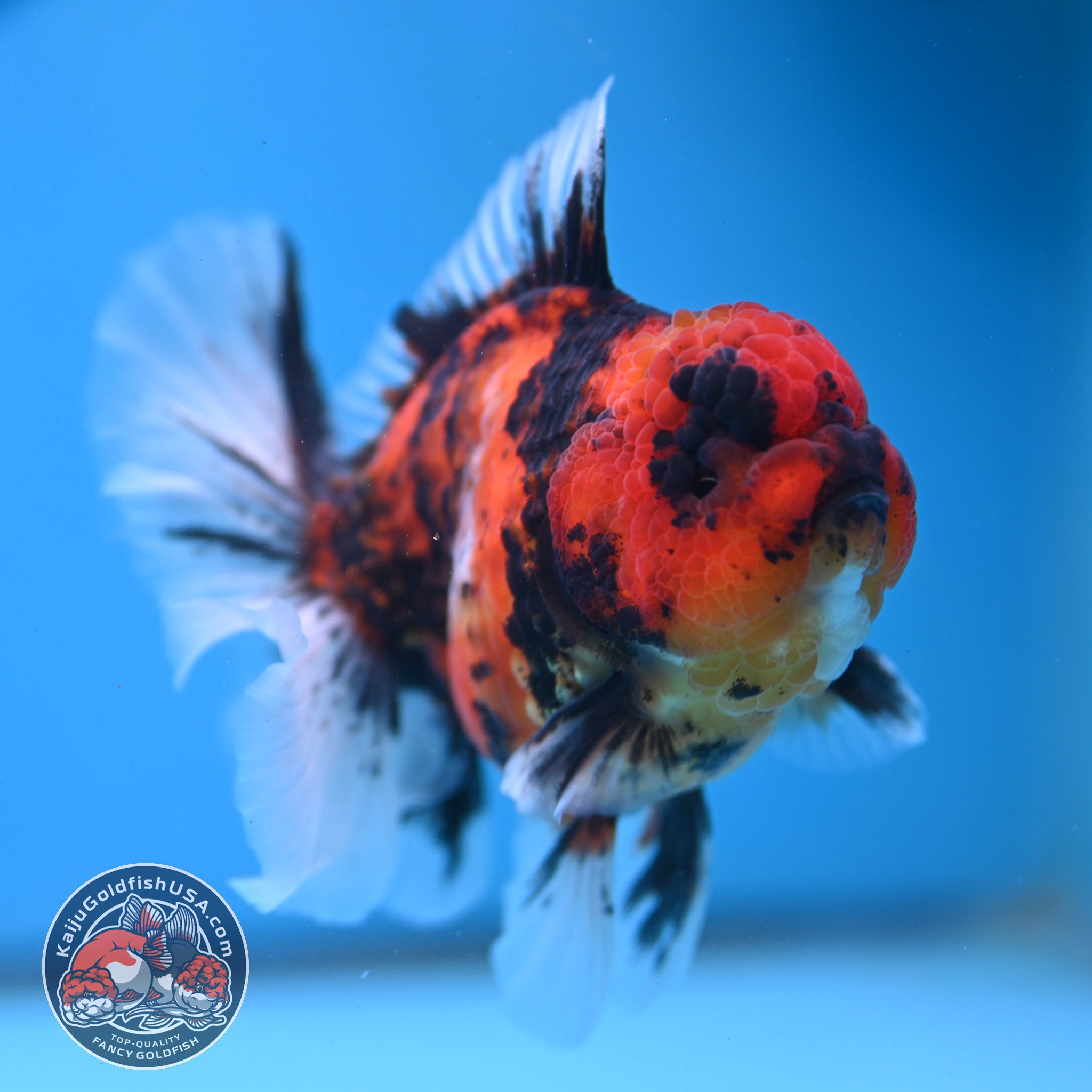 Tiger Rose Tail Oranda 3.5 inch Body (251121_OR12) – Kaiju Goldfish USA