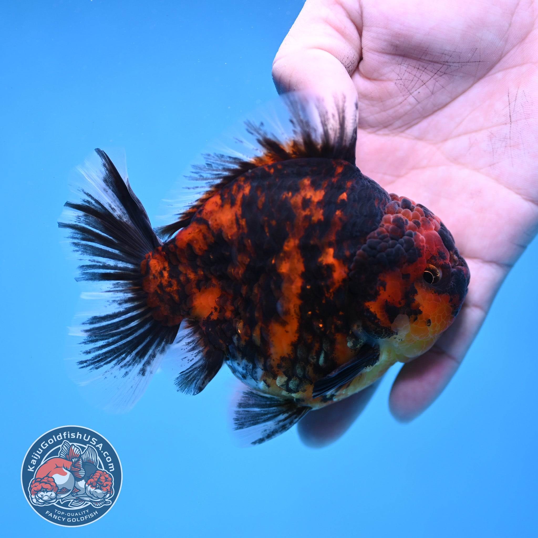 Tiger Rose Tail Oranda 3.8 inch Body (260116_OR02) – Kaiju Goldfish USA