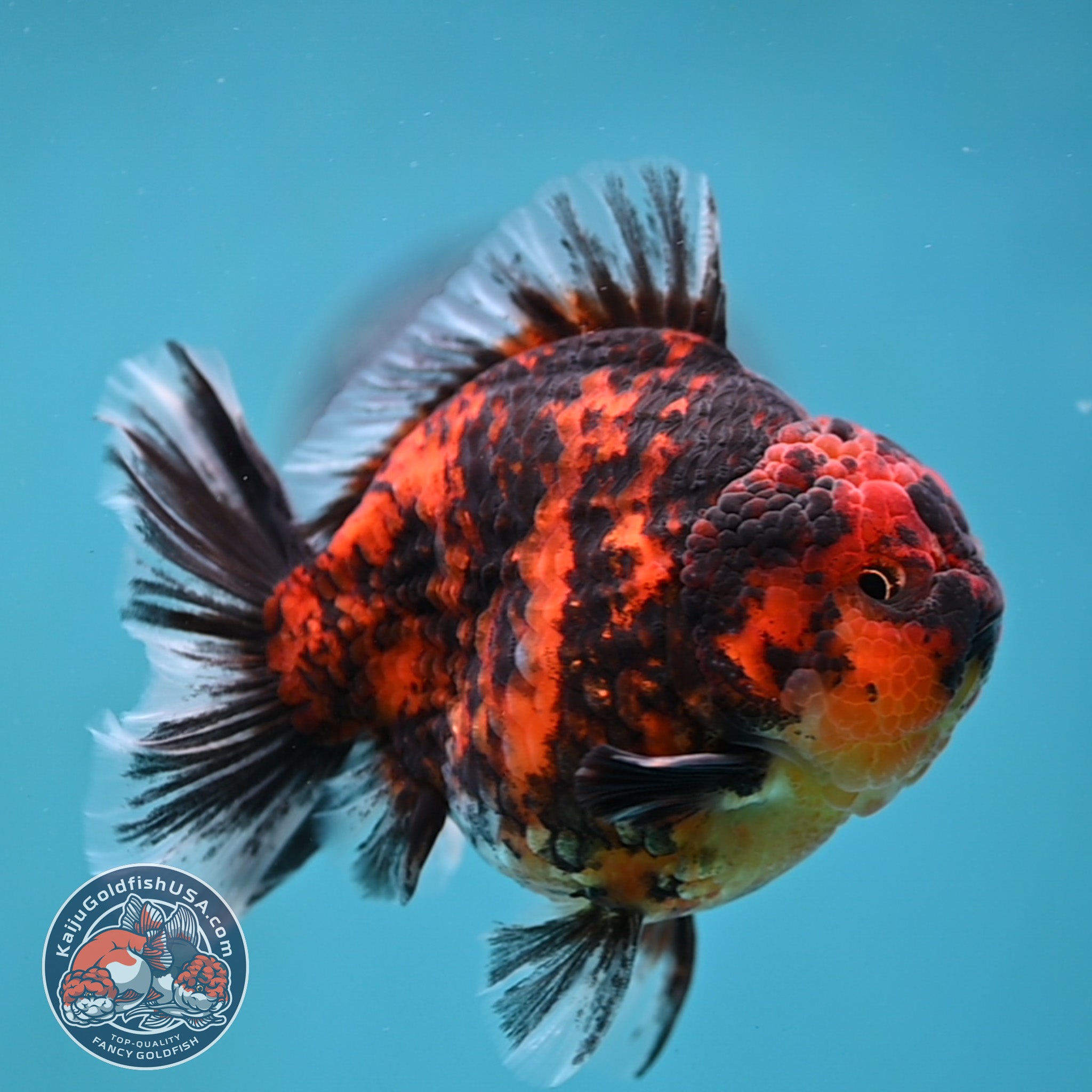 Tiger Rose Tail Oranda 3.8 inch Body (260116_OR02) – Kaiju Goldfish USA
