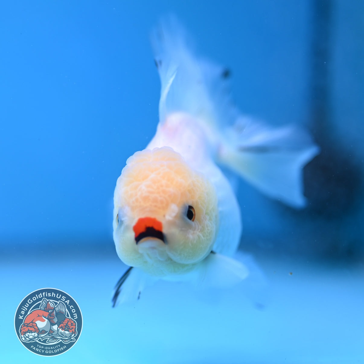 Tricolor Oranda 3 inch Body (260130_OR02) – Kaiju Goldfish USA