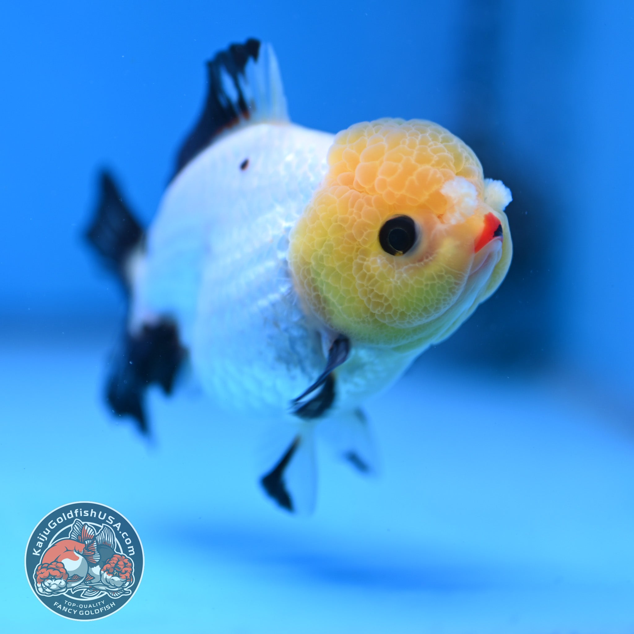 Tricolor Oranda 3 inch Body (260130_OR05) – Kaiju Goldfish USA