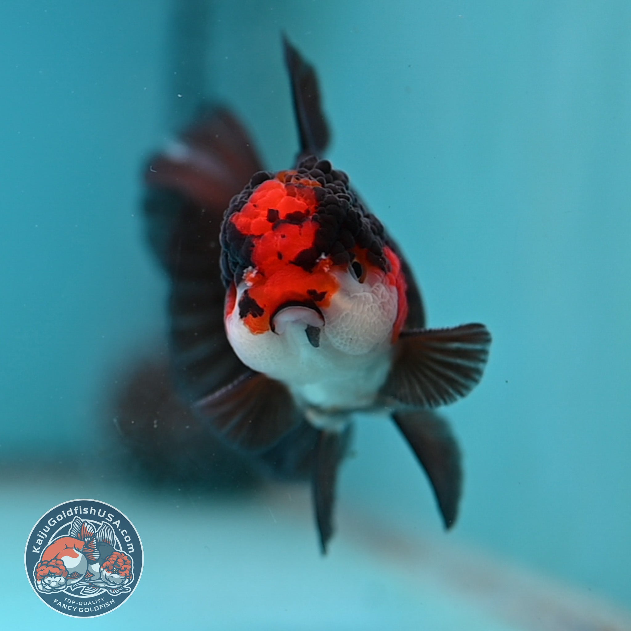 Tricolor Oranda 3.2 inch Body (260130_OR10) – Kaiju Goldfish USA