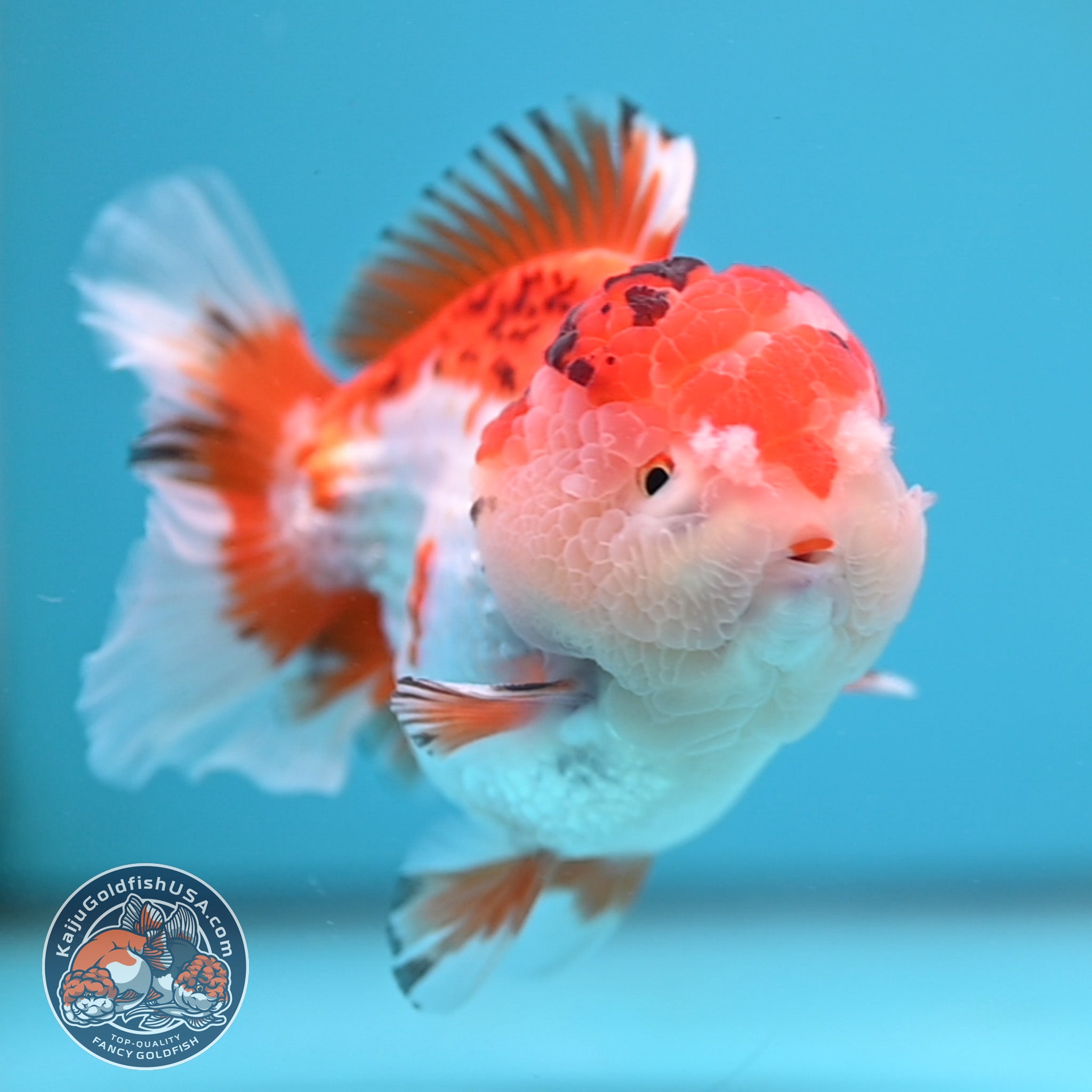 Tricolor Oranda 3.5 inch Body (251114_OR03) – Kaiju Goldfish USA