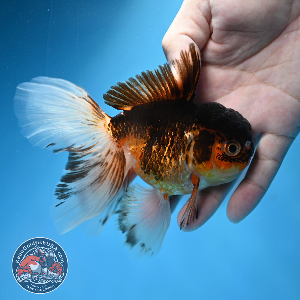 Tricolor Orchid tail Oranda 3 inch Body (260313_OR04) – Kaiju Goldfish USA