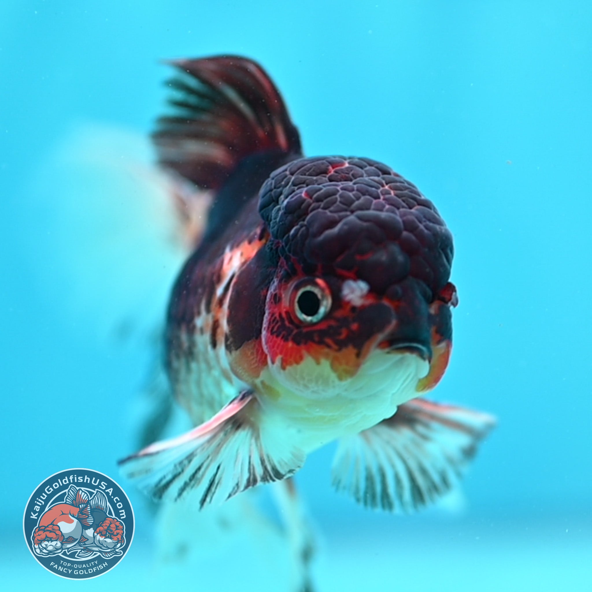 Tricolor Orchid tail Oranda 3 inch Body (260313_OR04) – Kaiju Goldfish USA