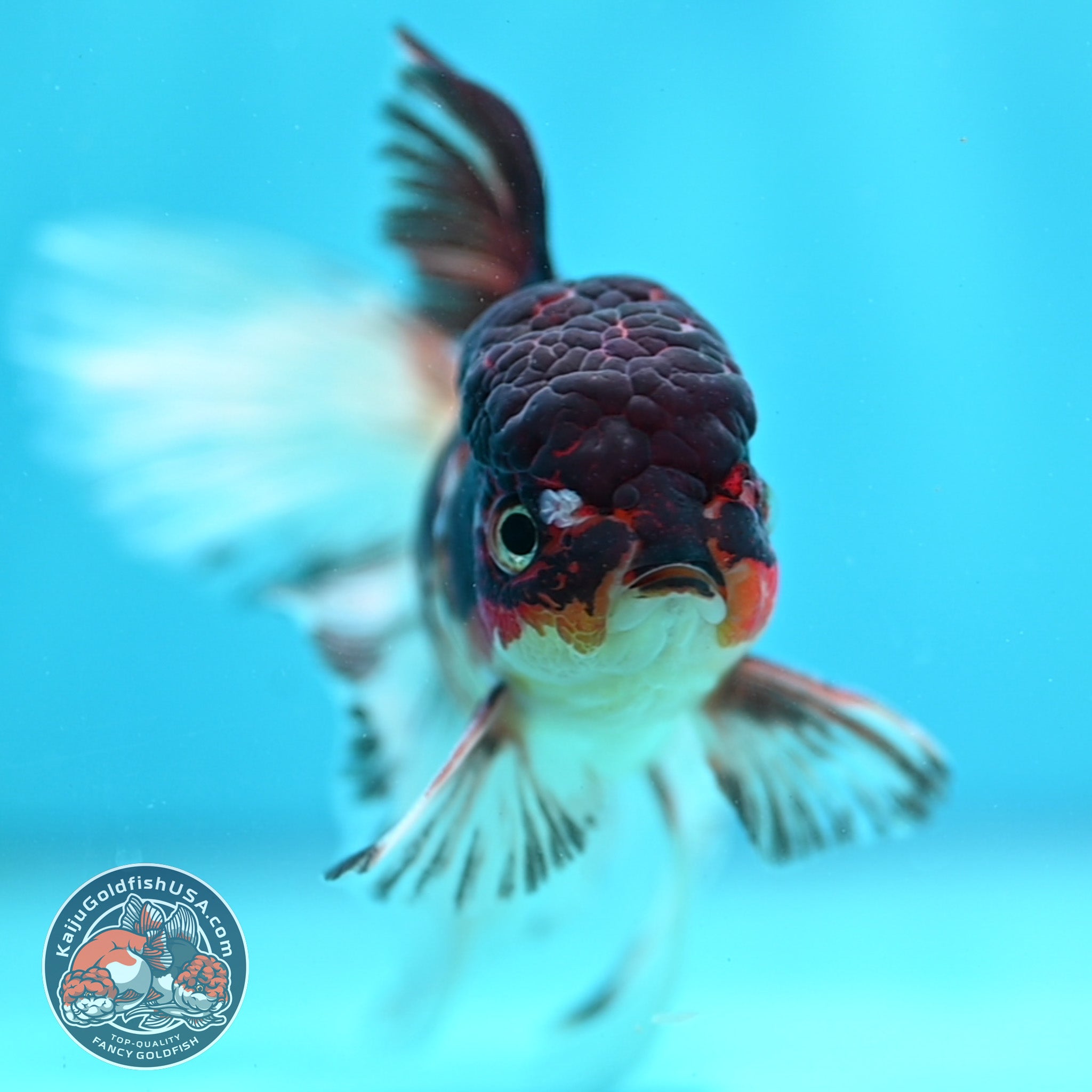 Tricolor Orchid tail Oranda 3 inch Body (260313_OR04) – Kaiju Goldfish USA