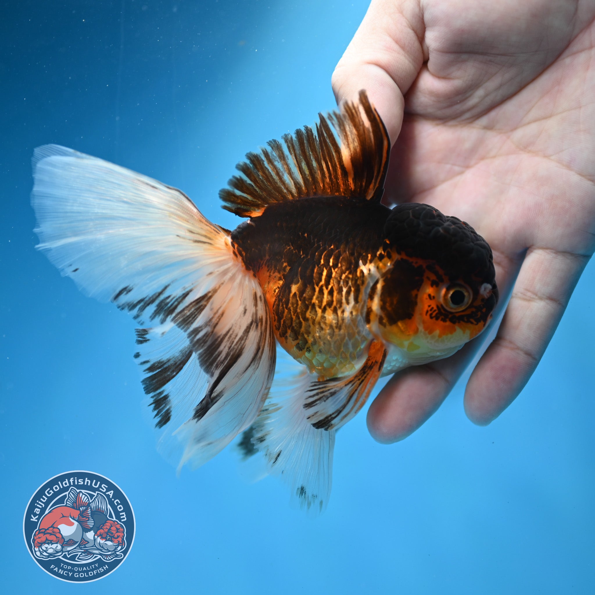 Tricolor Orchid tail Oranda 3 inch Body (260313_OR04) – Kaiju Goldfish USA