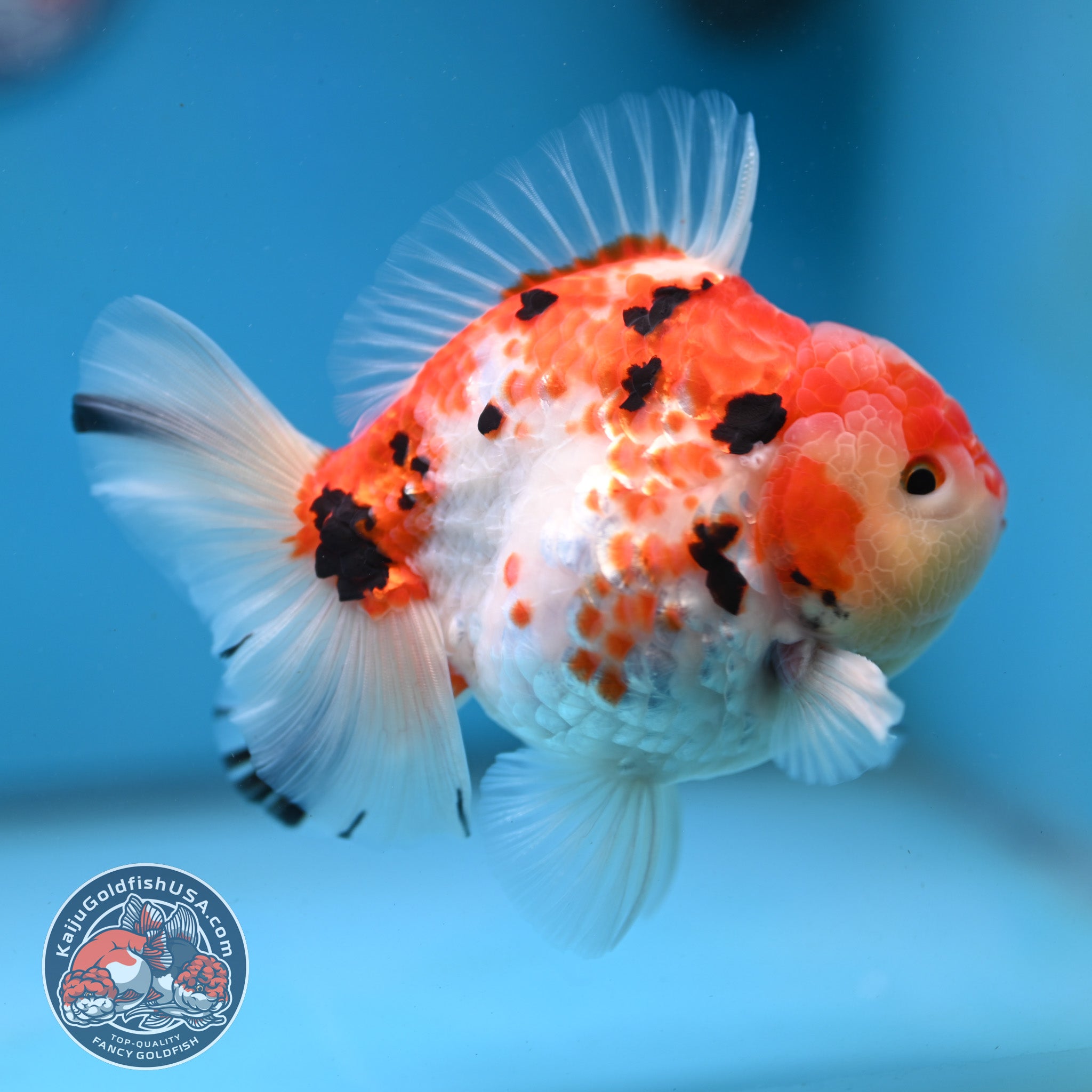 Tricolor Rose Tail Oranda 4 inch Body (251121_OR09) – Kaiju Goldfish USA