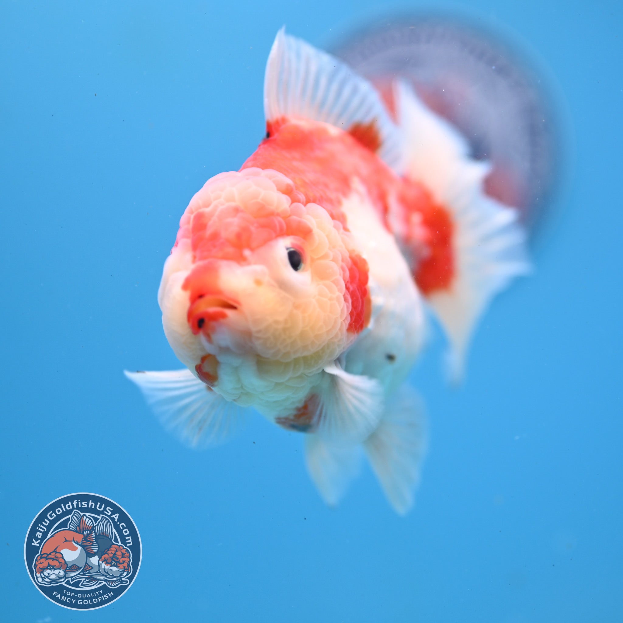 Tricolor Sakura Oranda 4 inch Body (251031_OR19) – Kaiju Goldfish USA