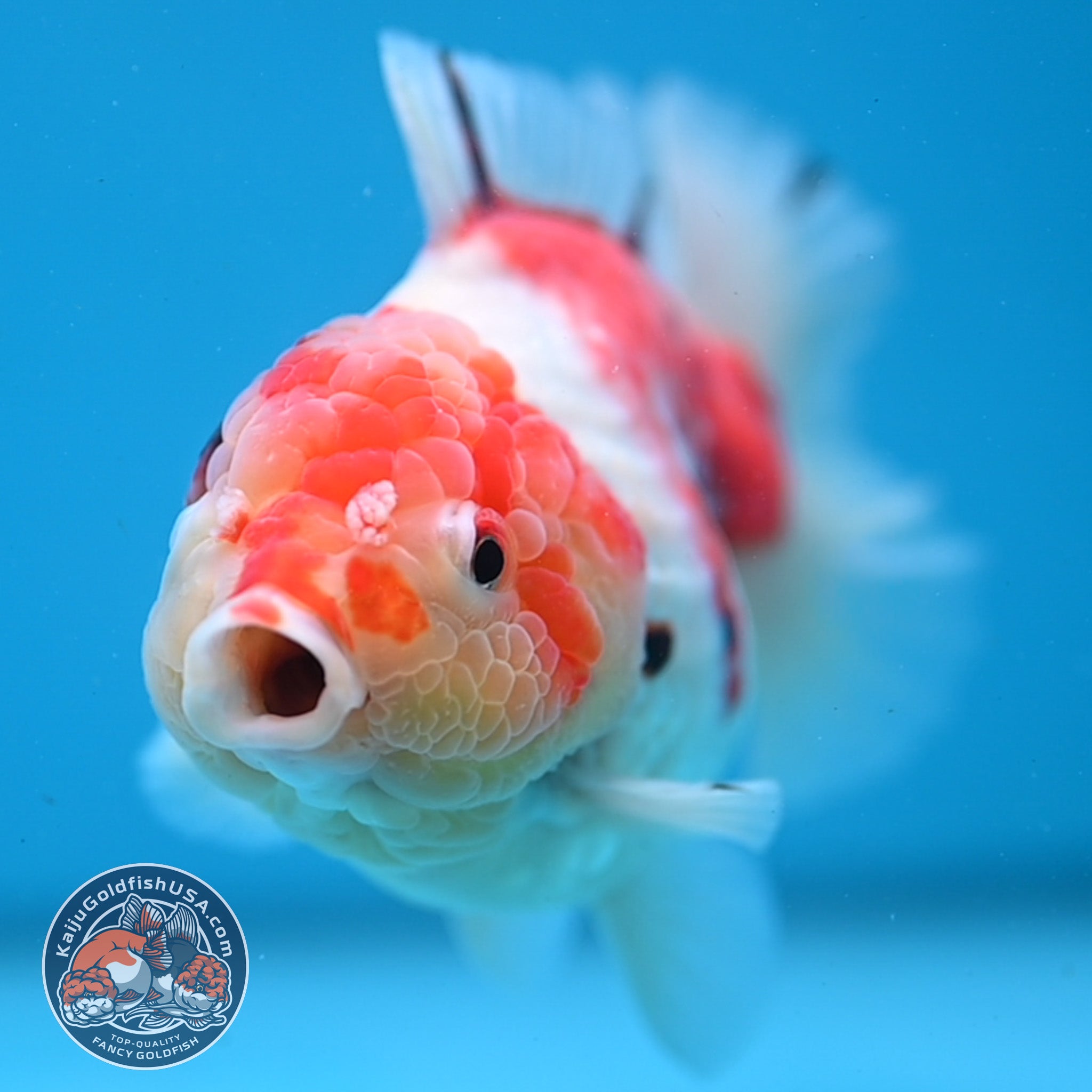 Tricolor Sakura Oranda 4 inch Body (251107_OR04) – Kaiju Goldfish USA