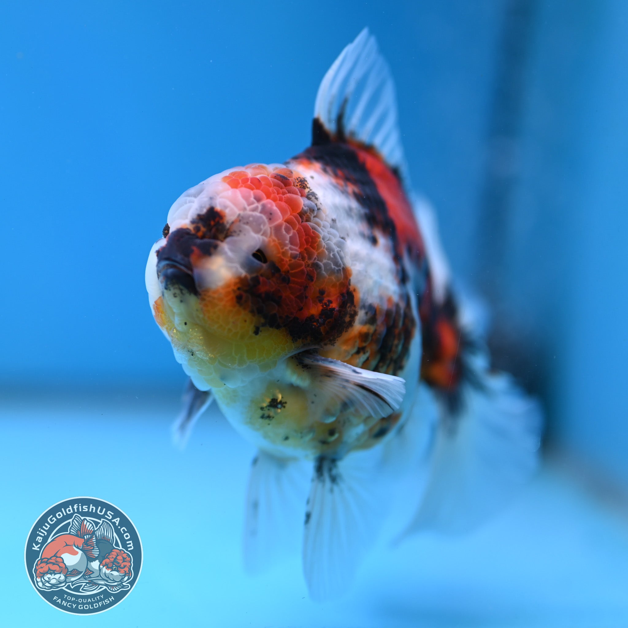Tricolor Tiger Rose Tail Oranda 3.5 inch Body (260116_OR01) – Kaiju ...