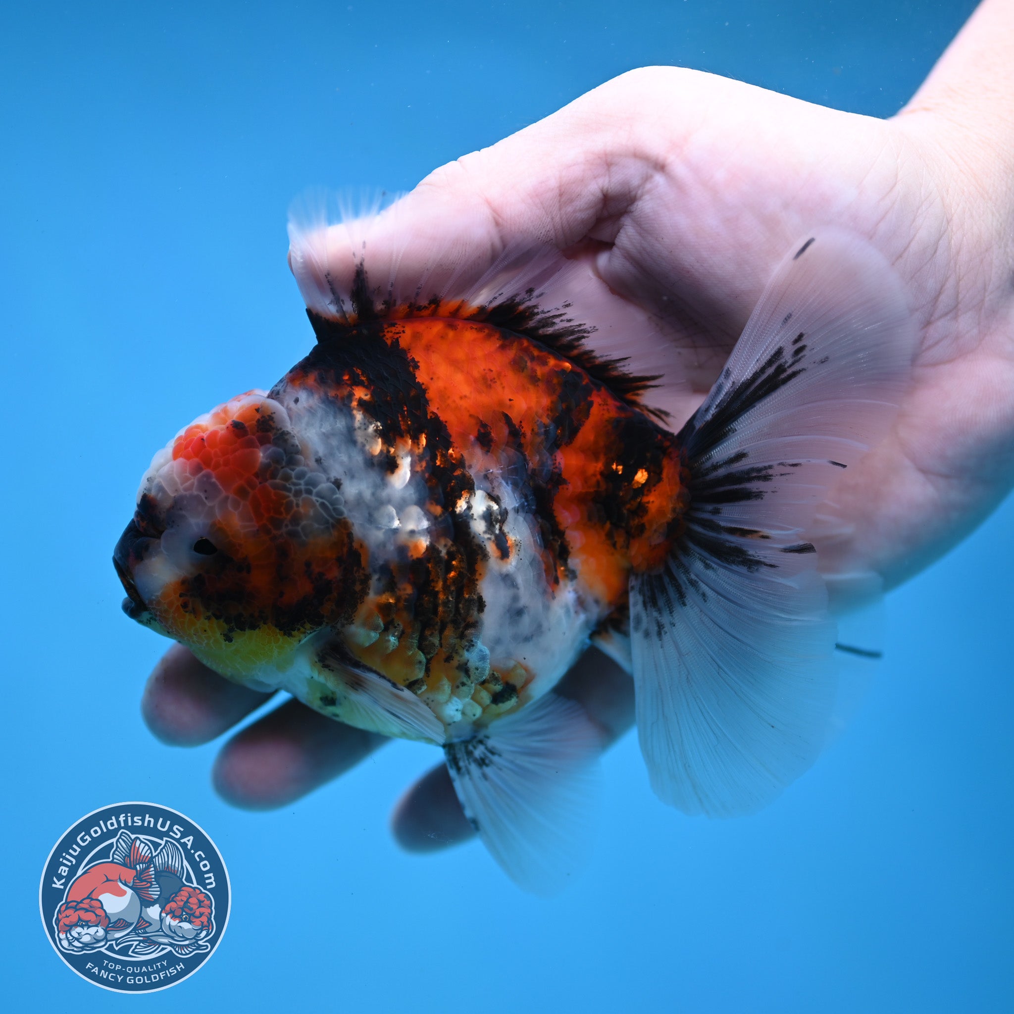 Tricolor Tiger Rose Tail Oranda 3.5 inch Body (260116_OR01) – Kaiju ...