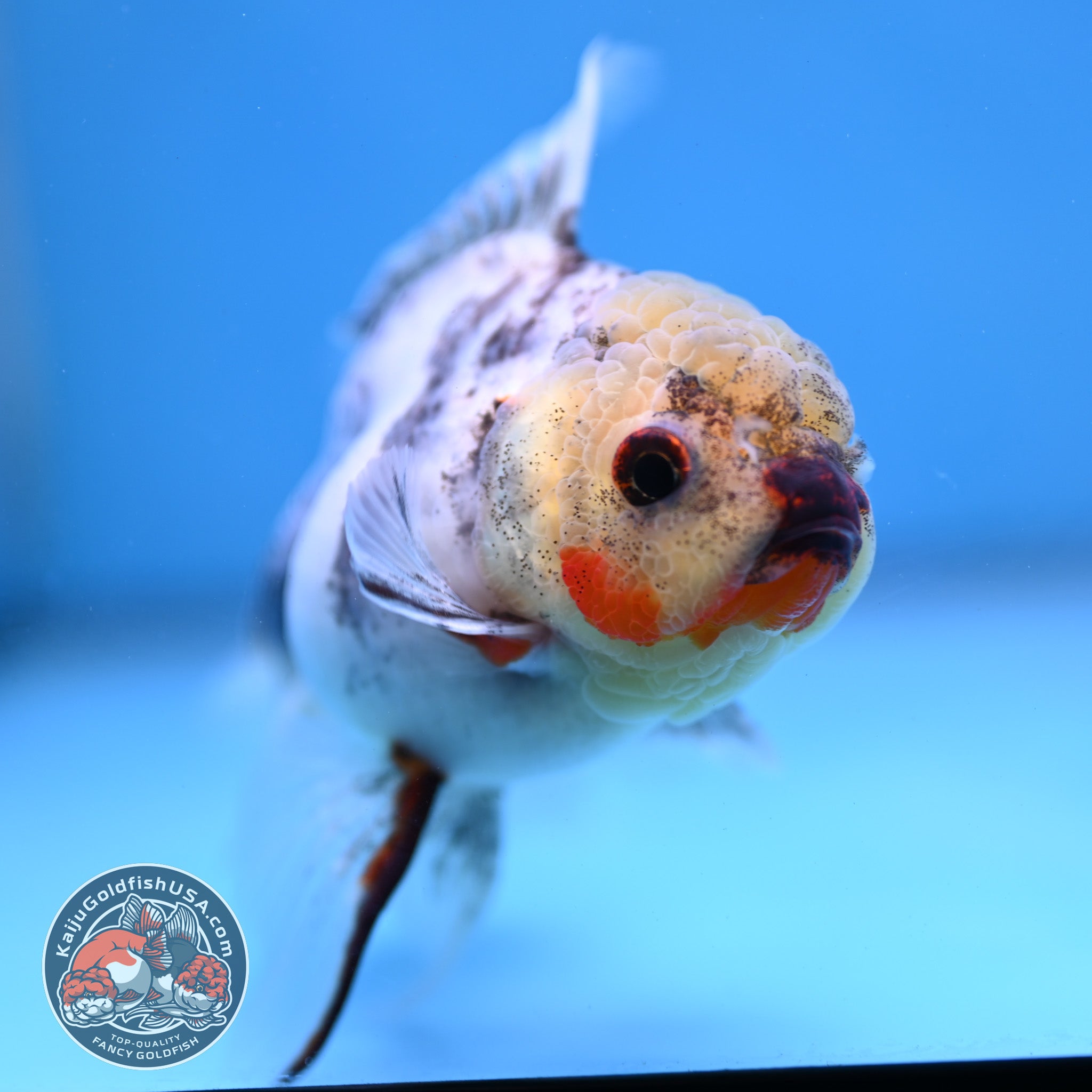 Oranda – Kaiju Goldfish USA