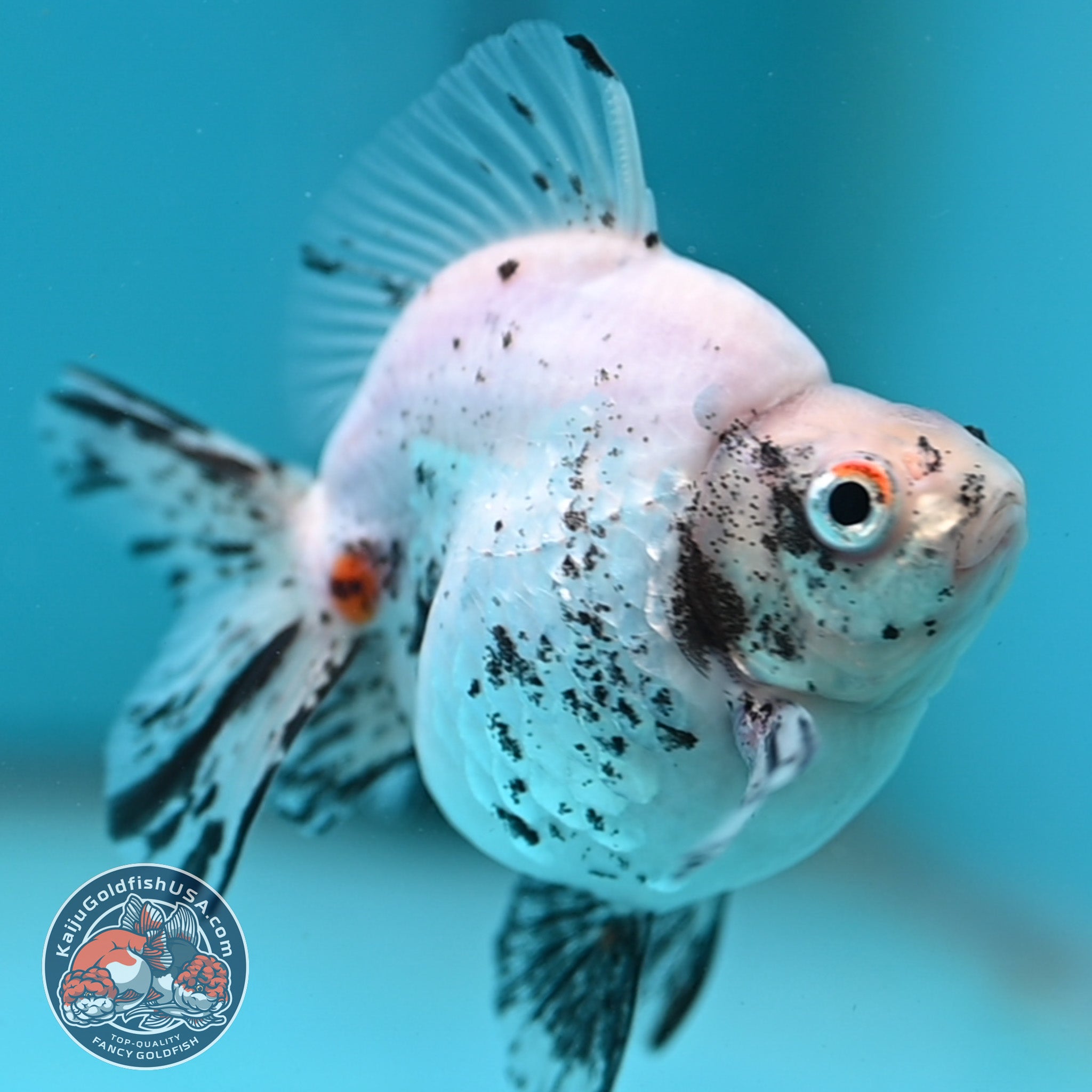 White Tiger Ryukin 3.5 inch Body (260123_RY06) – Kaiju Goldfish USA
